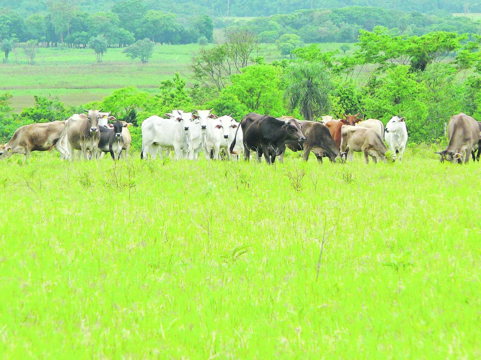 Implantación de pasturas - ABC Rural - ABC Color