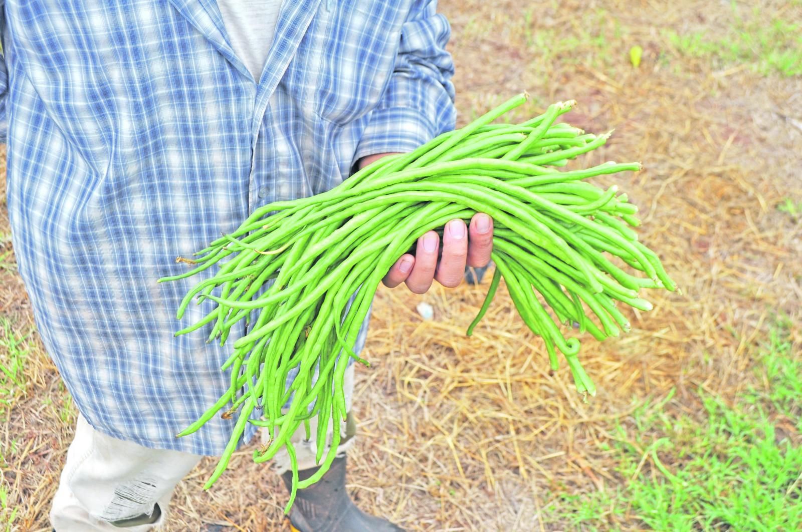 Chaucha - ABC Rural - ABC Color