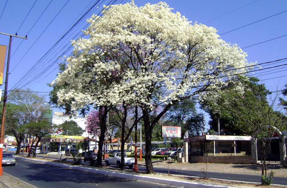 Copas llenas de flores - Casa y Jardín - ABC Color