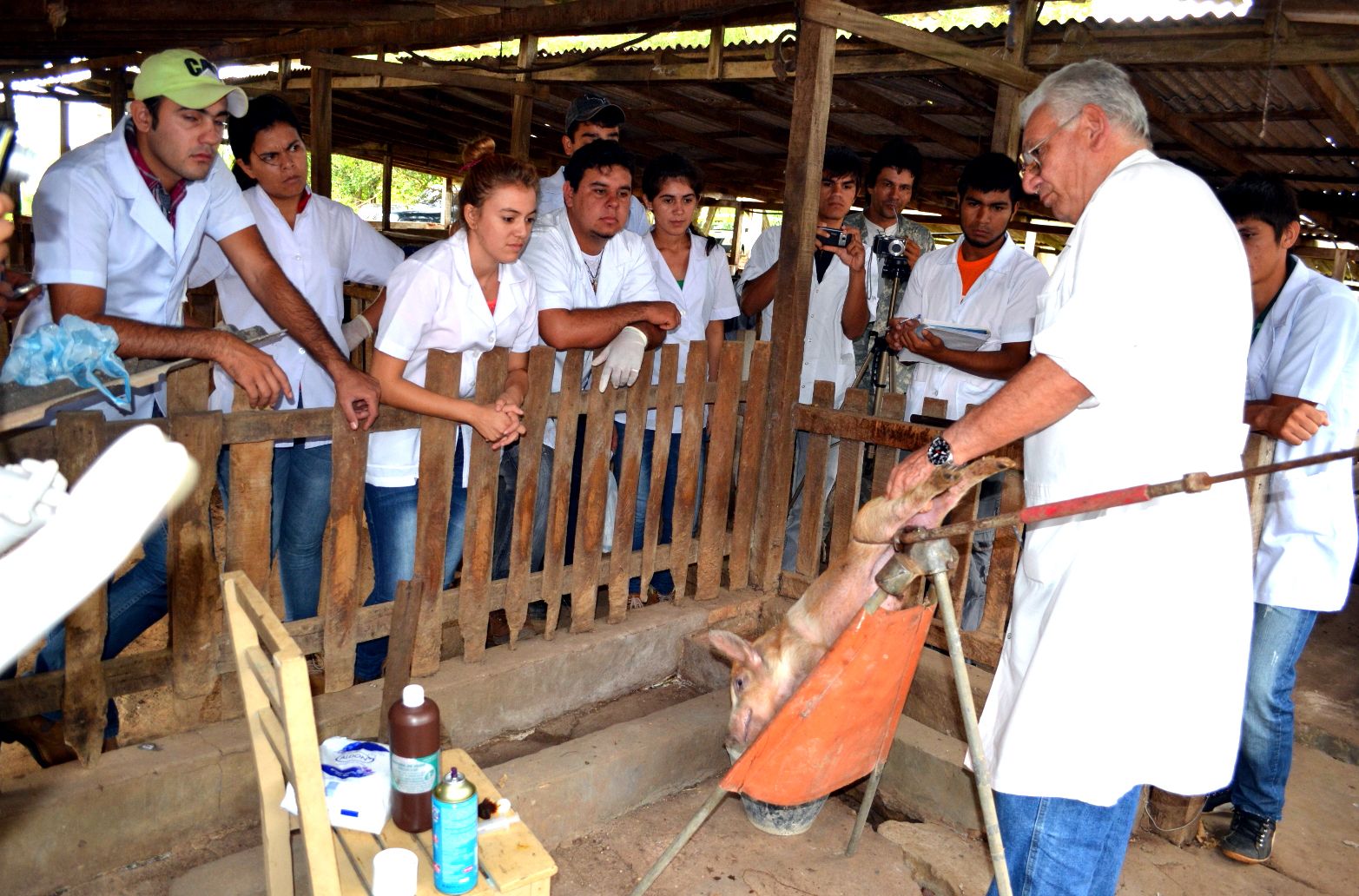 Futuros veterinarios participan de jornadas de castración de lechones ...