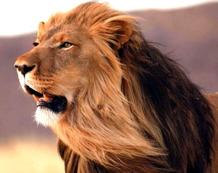 El rey de la selva - Casa y Jardín - ABC Color