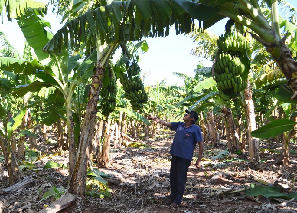 Bananeros y piñeros esperan apoyo de nuevas autoridades - Economía ...