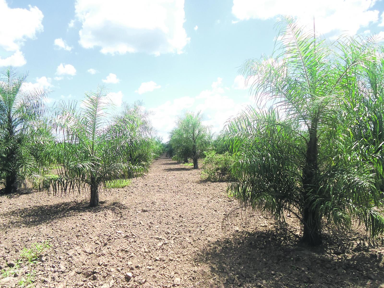 Coco en el Chaco Central - ABC Rural - ABC Color