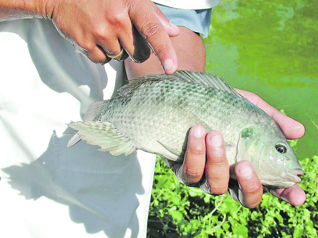 Cría de alevines - ABC Rural - ABC Color