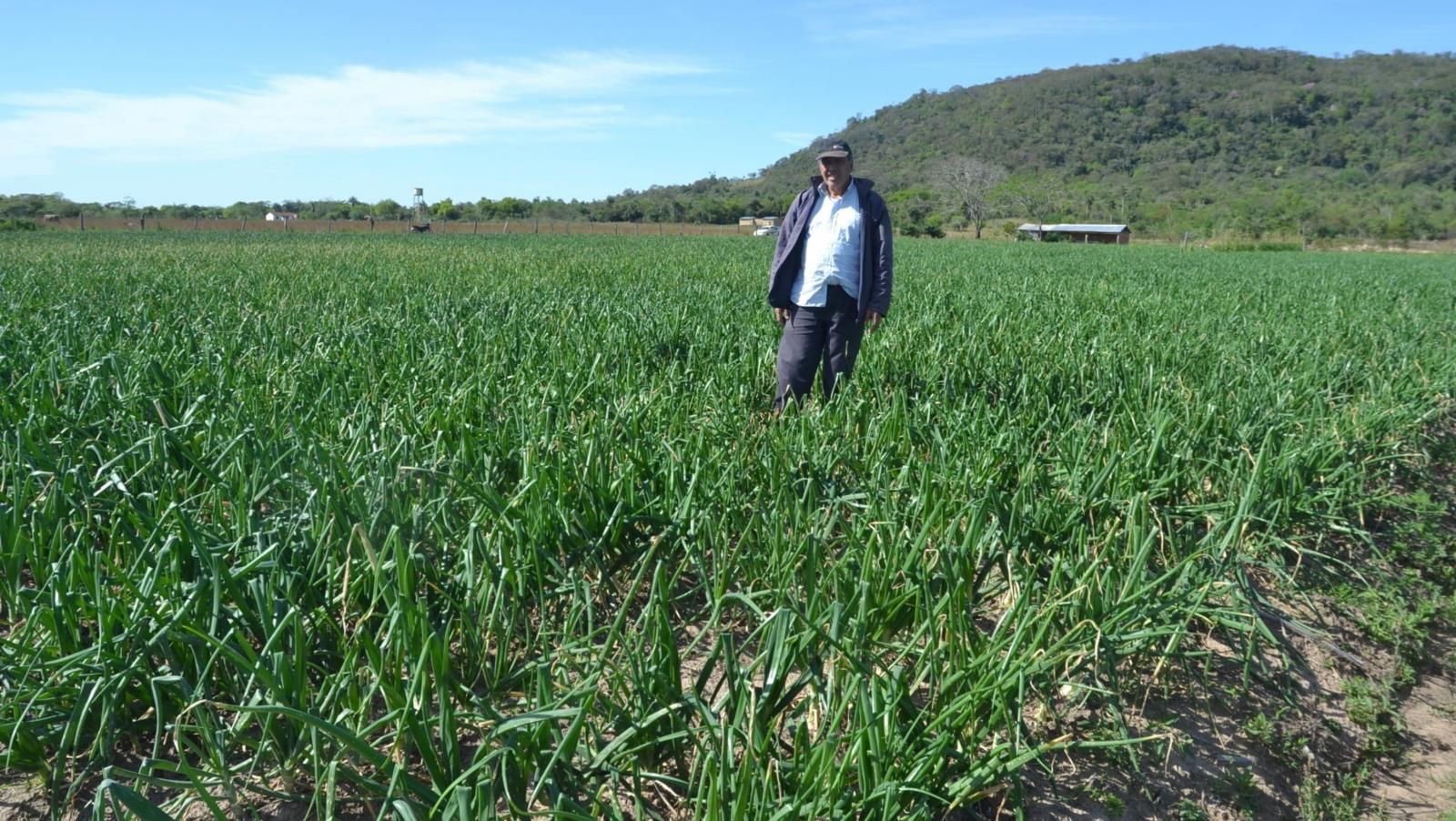 Enfermedad tizón acecha cultivos de cebolla - Gaceta del Sur - ABC Color
