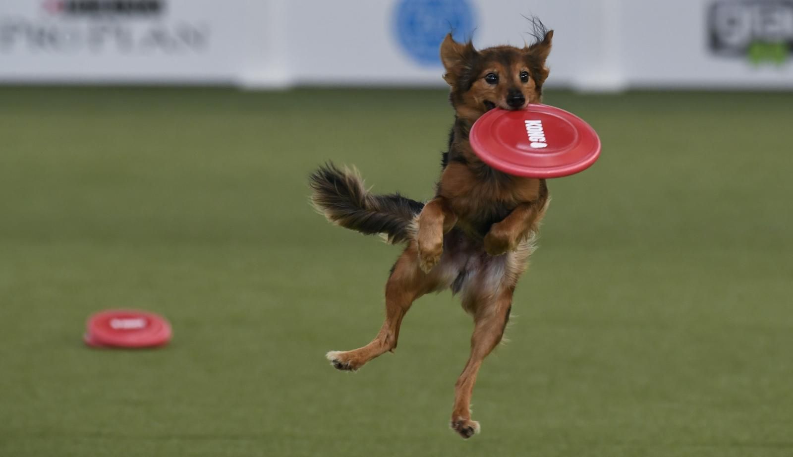 La búsqueda de un hobby para cada animal - Mascotas - ABC Color