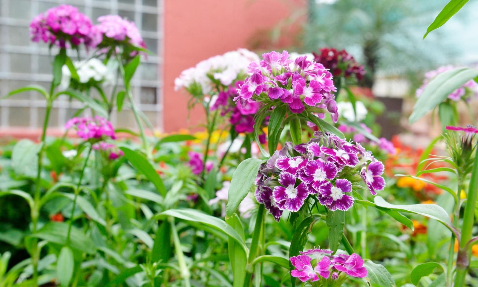 Clavelinas - Casa y Jardín - ABC Color