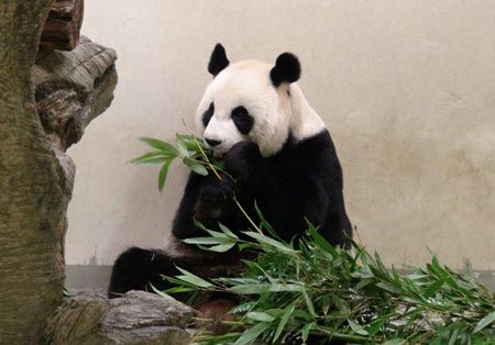 Osa panda del zoo de Taipei finge estar embarazada para lograr ...
