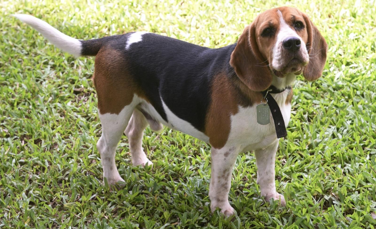 La raza beagle - Casa y Jardín - ABC Color