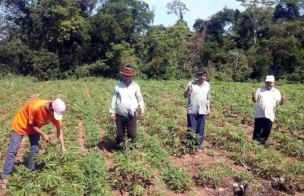 Preocupa a labriegos ataque masivo del gusano marandova en cultivos ...