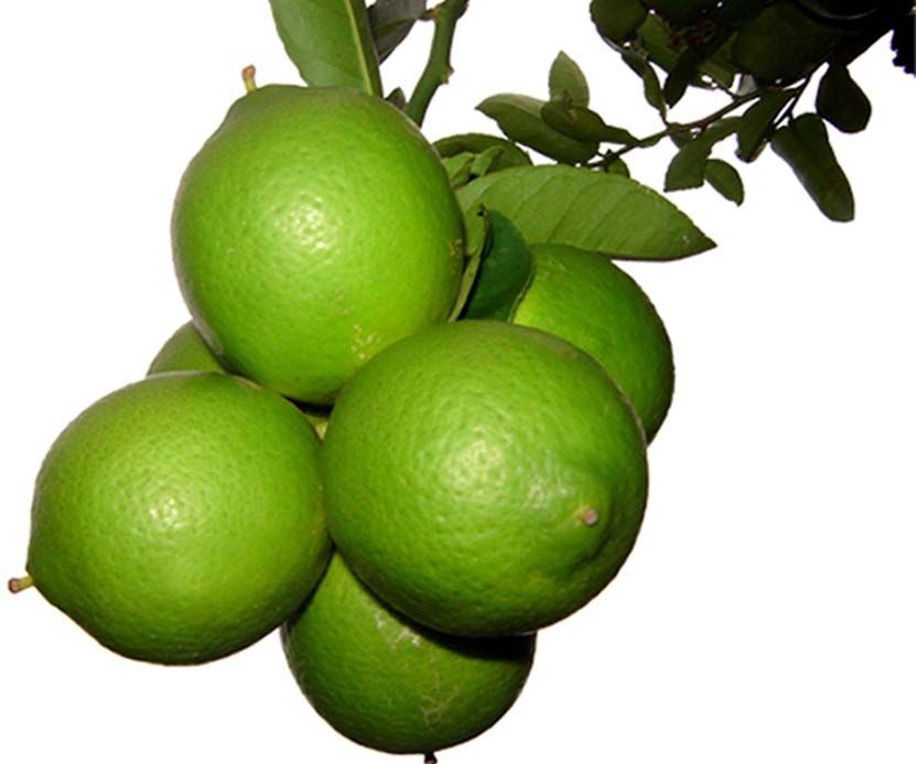 La lima de Persia - Salud - ABC Color