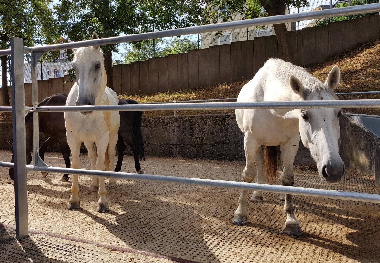 Tos del caballo puede ser señal de infección contagiosa - Mascotas ...