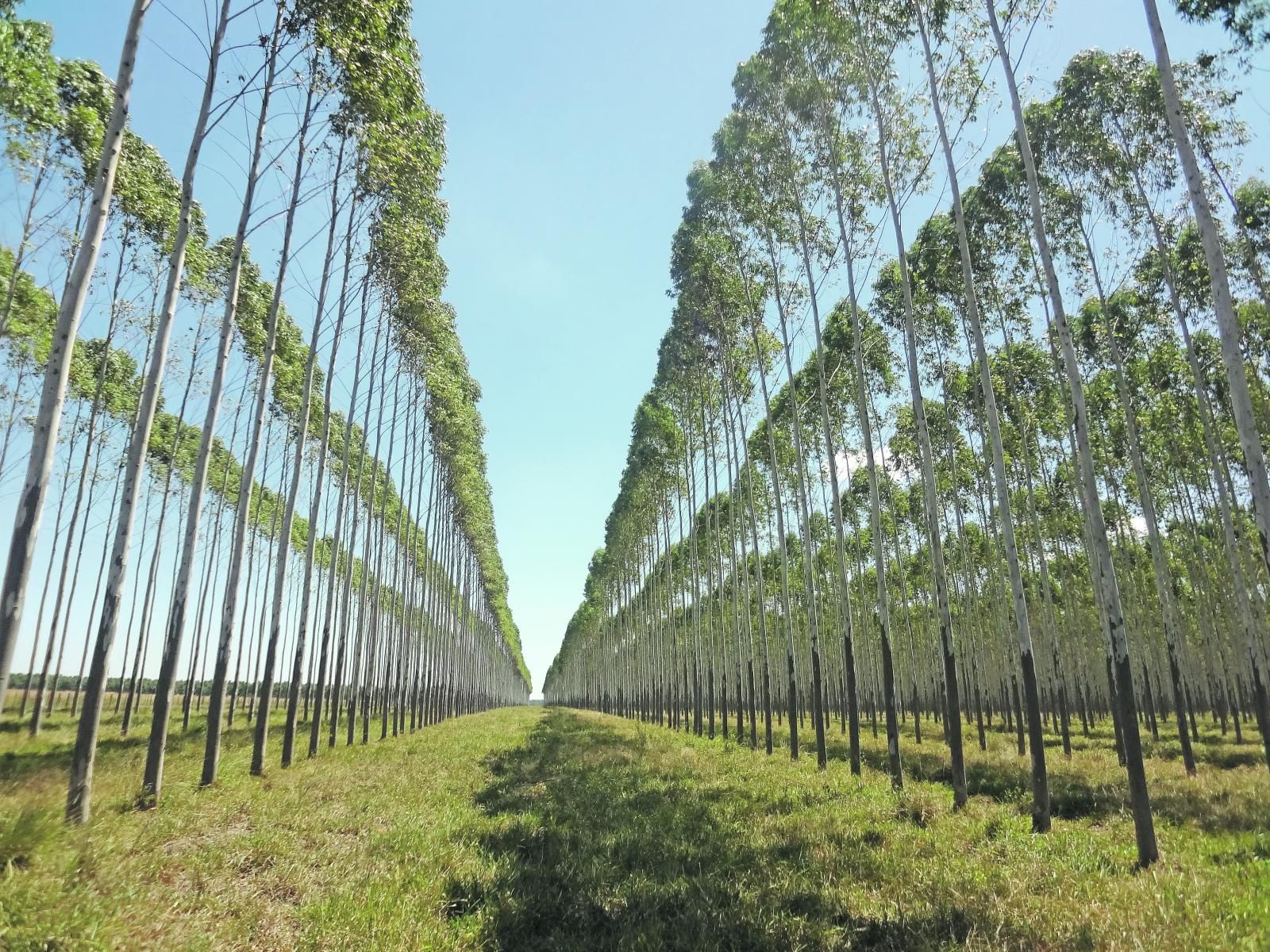 Manejo forestal sostenible - Ing. Ftal. MSc Natalia Chávez (*) - ABC ...