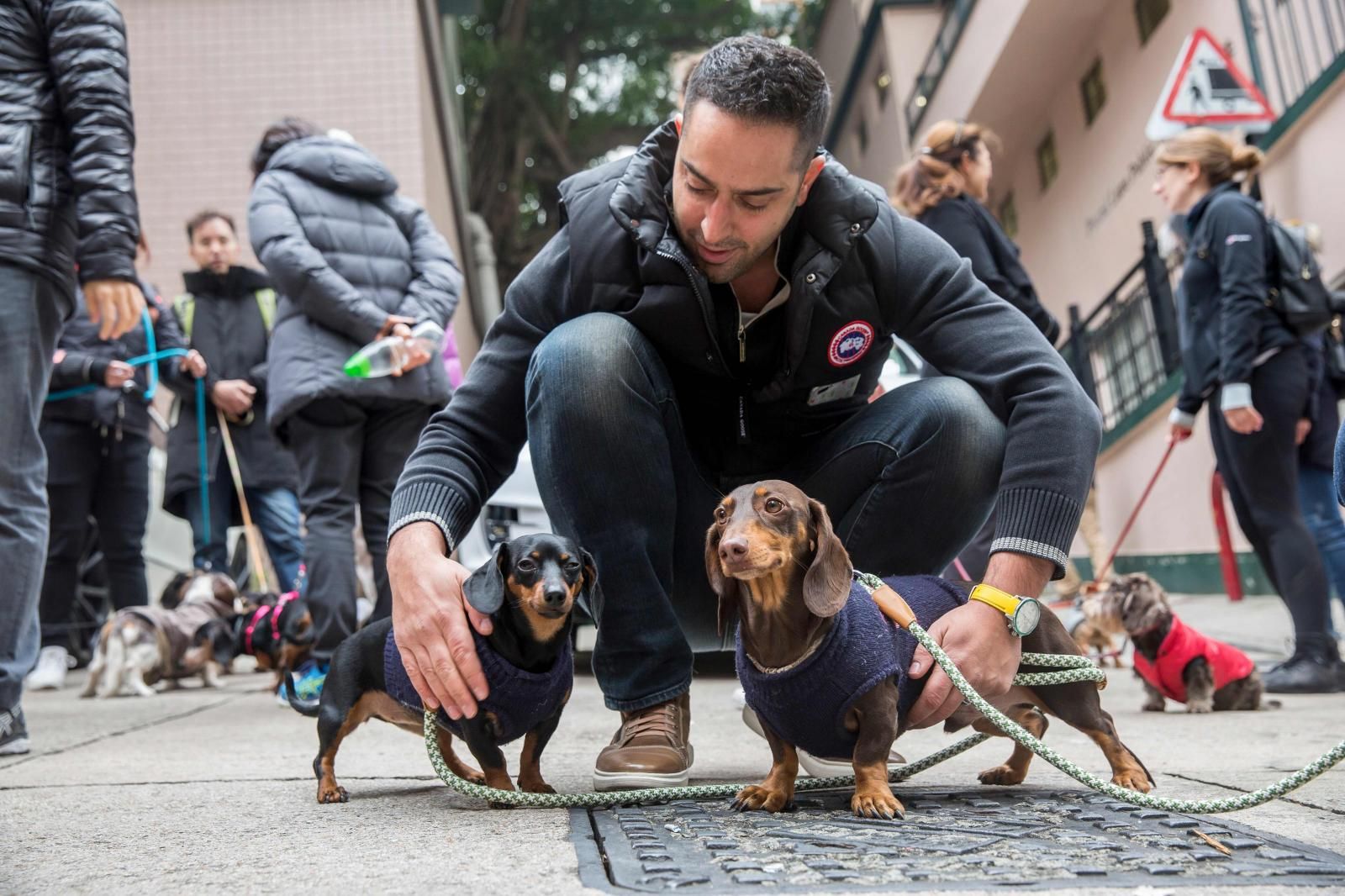 Primera marcha de “perros salchicha” en Hong Kong - Mascotas - ABC Color
