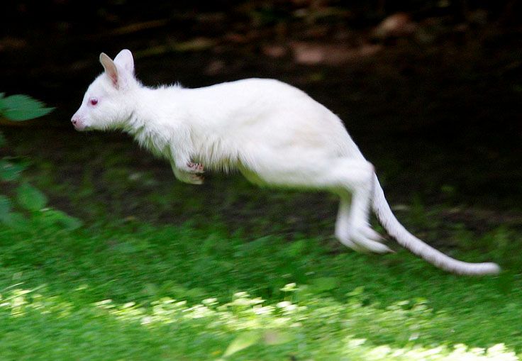 Nace en Alemania un canguro albino - Curiosidades - ABC Color
