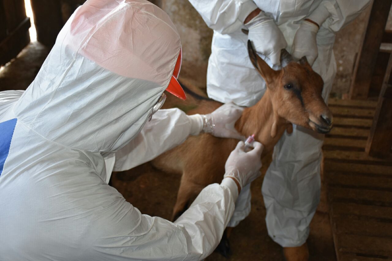 Sacrifican cabras infectadas - Nacionales - ABC Color