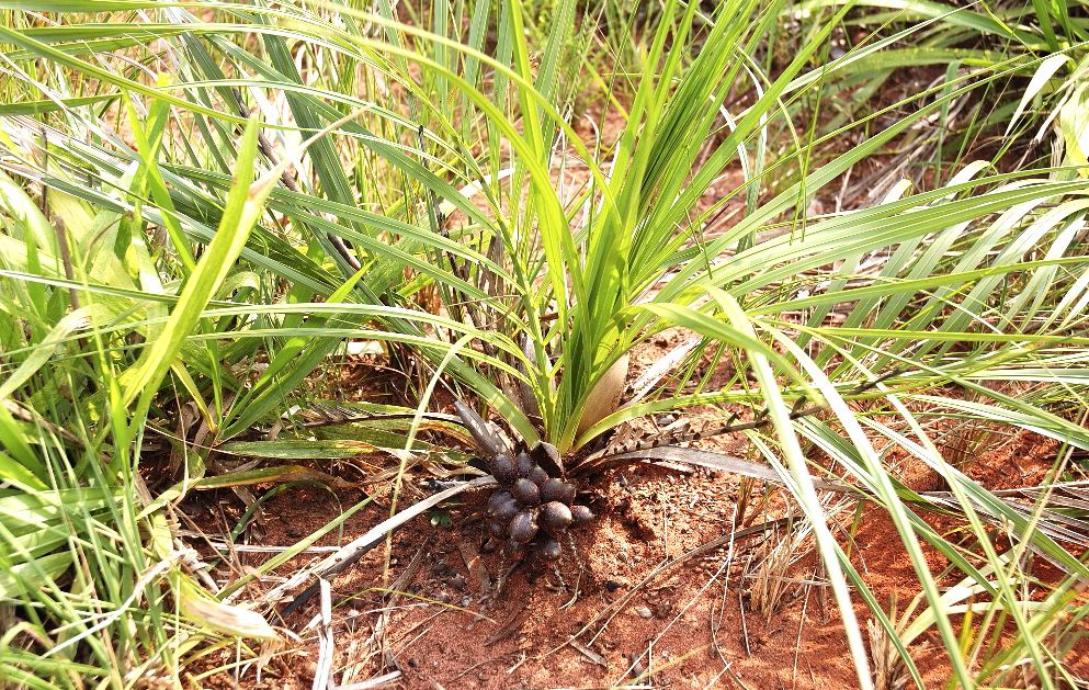 Jóvenes buscan conservar especie única de palmera - Locales - ABC Color