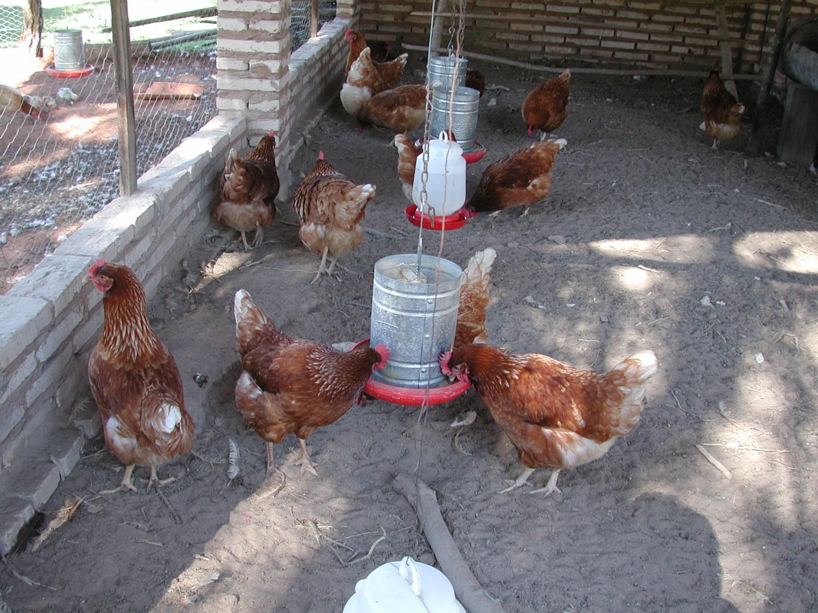 Granja integral autosuficiente - Ing. Agr. Rubén Cañete (*) - ABC Rural ...