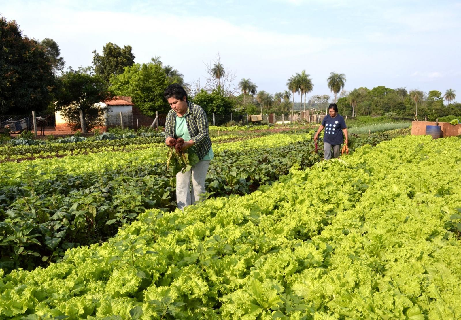 Huerta corporativa da sustento familiar - Gaceta del Sur - ABC Color