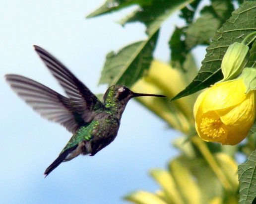 Picaflor - Casa y Jardín - ABC Color