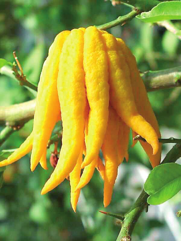 Frutos exóticos del mundo - Gastronomia - ABC Color