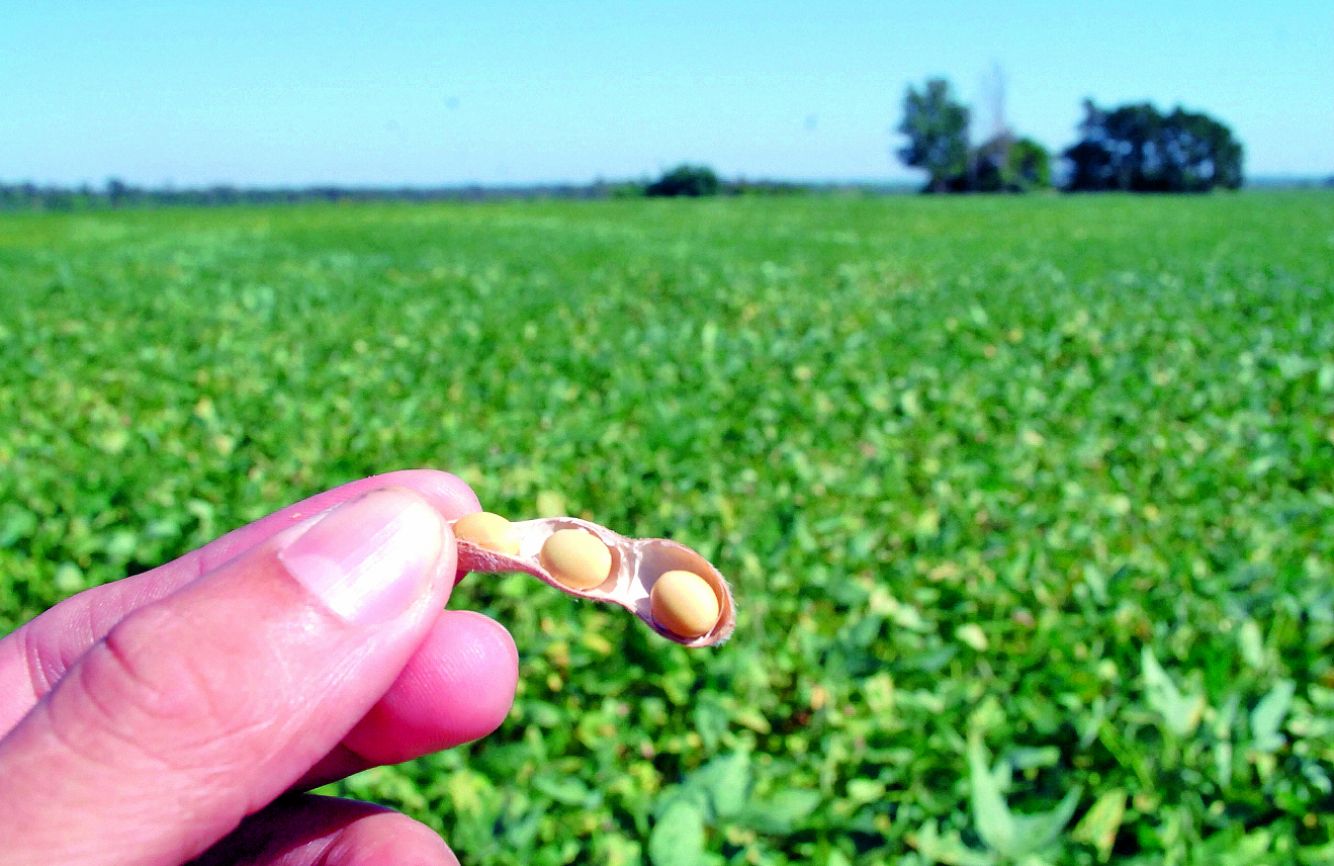 Cosecha de soja alcanzará casi 10 millones de toneladas - Nacionales ...