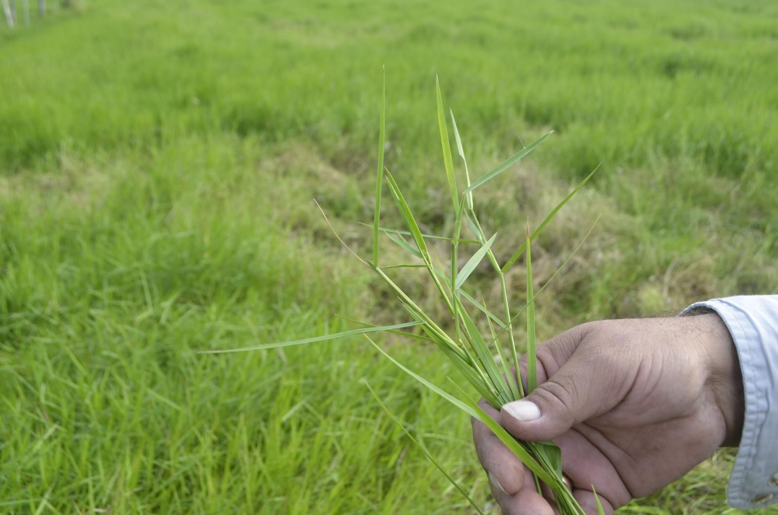 Pasto Nilo en pradera cultivada - Ing. Agr. Msc. José Alfredo Salinas ...