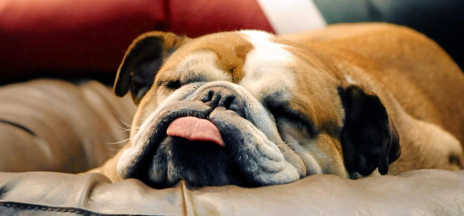 Dormir con el perro mejora el descanso - Mascotas - ABC Color