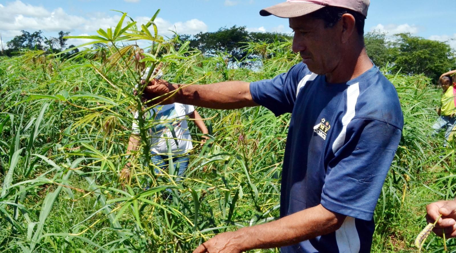 Desespera el ataque de marandova a mandiocal - Economía - ABC Color