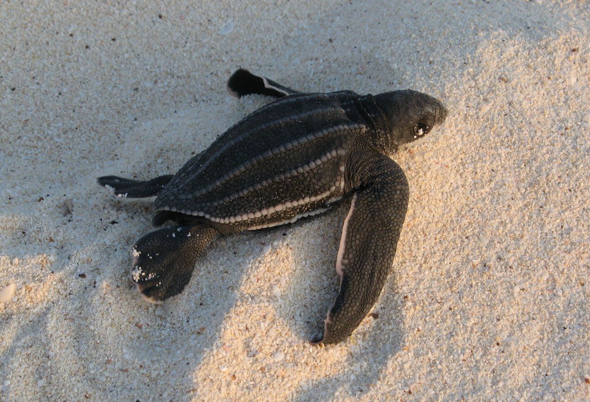 Aumentan los nidos de tortugas tinglar en las playas de Puerto Rico ...