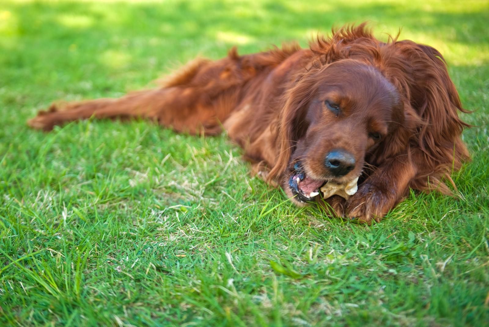 La dieta BARF para perros - Mascotas - ABC Color