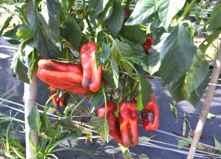 Producción de locote, en busca de más mercados - ABC Rural - ABC Color