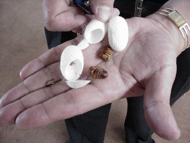 Crisálida del gusano de seda - Dr. P. M. Gibert - ABC Rural - ABC Color