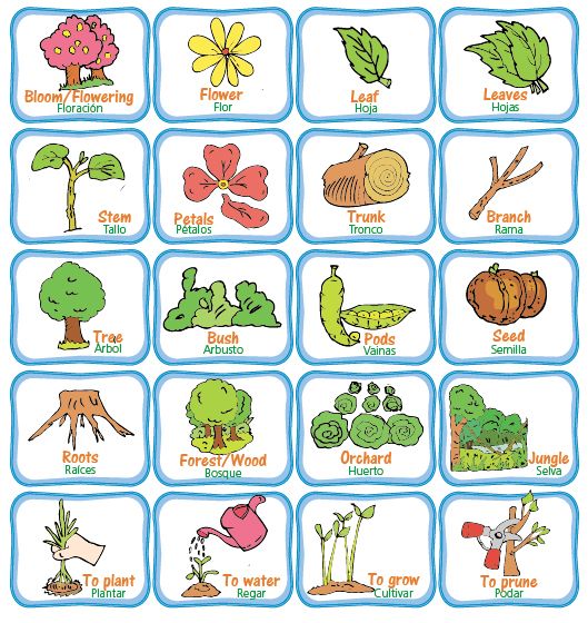 The Plants (Las plantas) - Escolar - ABC Color