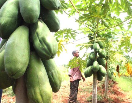 Entusiasmo por venta de mamón - ABC Rural - ABC Color