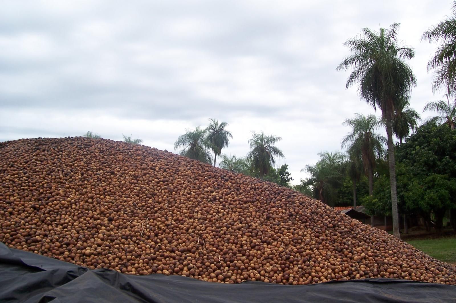 US$ 60 millones pueden ingresar a agricultores por el mbokaja en un año ...