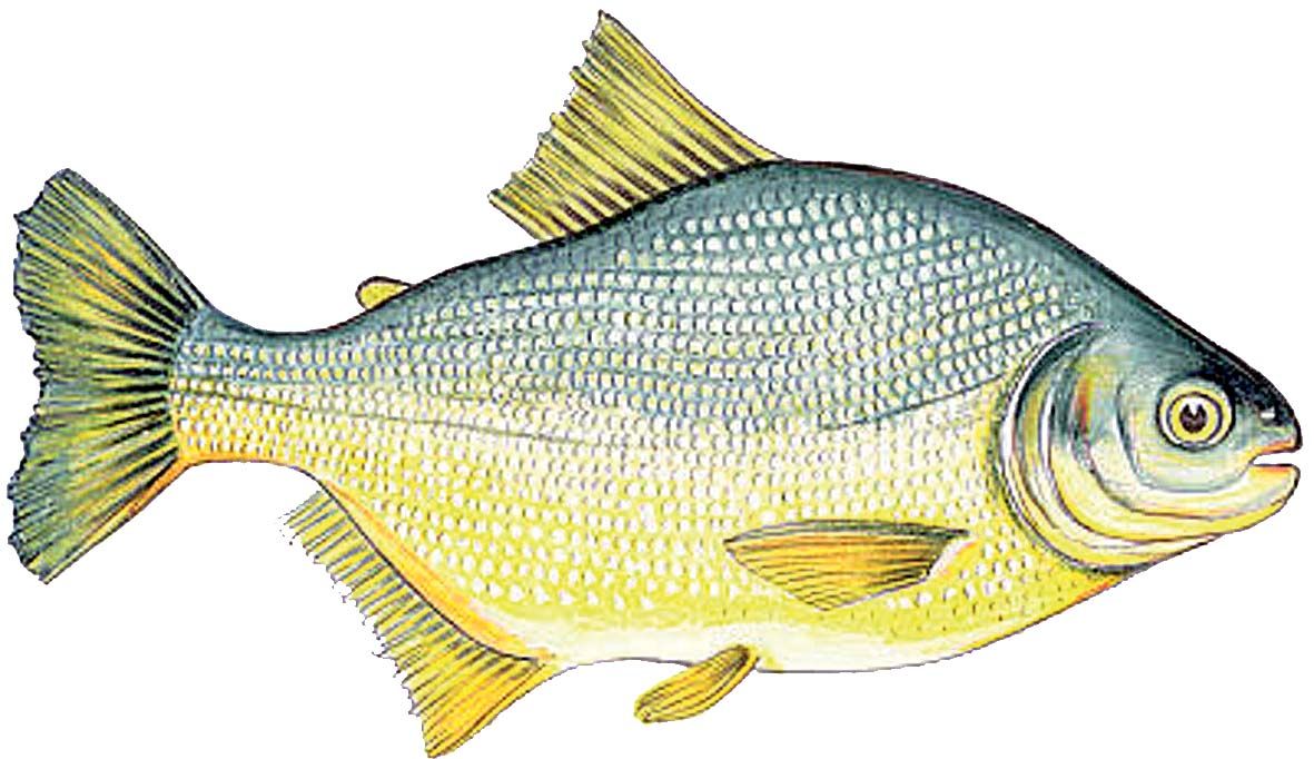 Nuestro pacú - Escolar - ABC Color