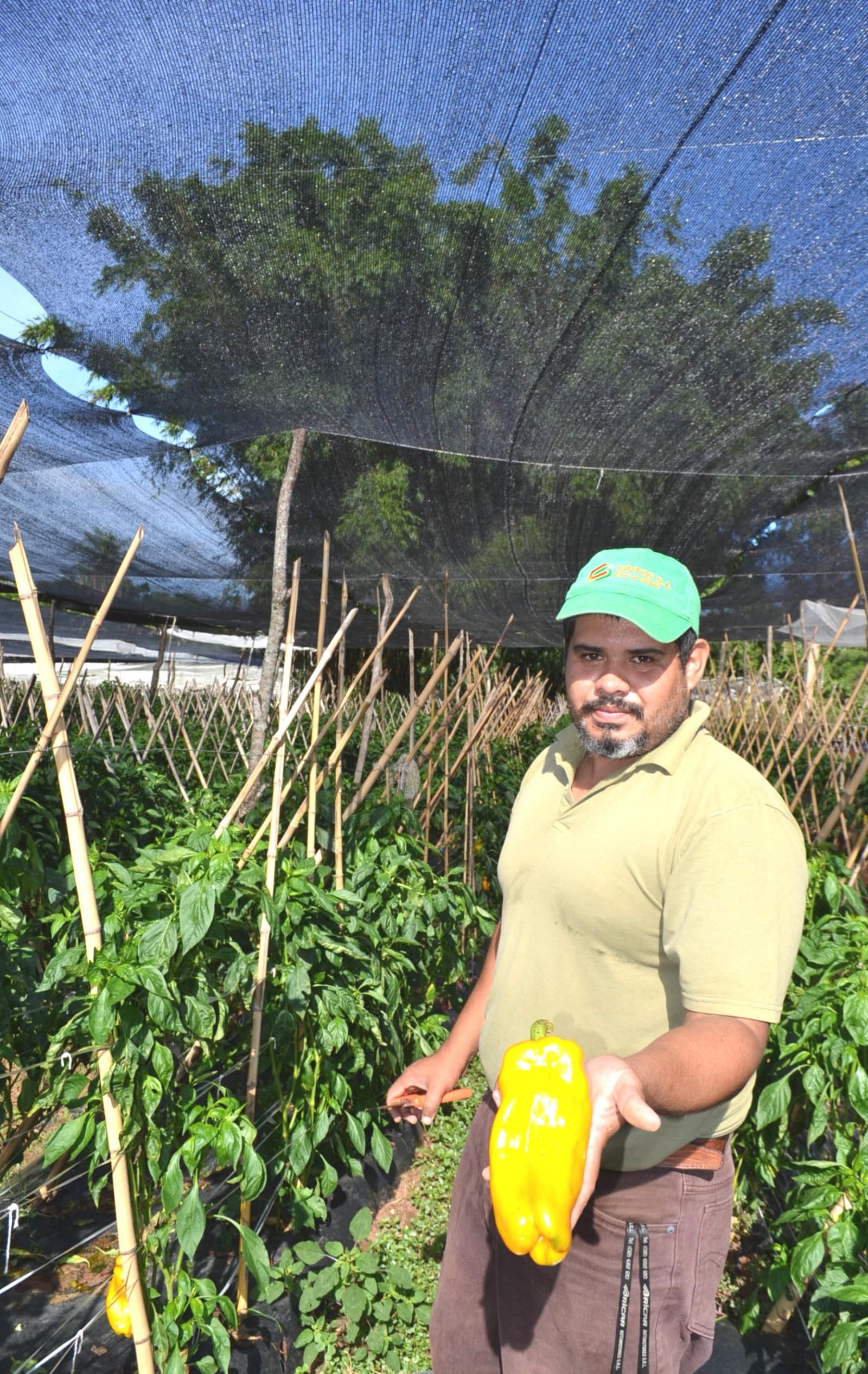 Producción de locote, en busca de más mercados - Gaceta del Sur - ABC Color