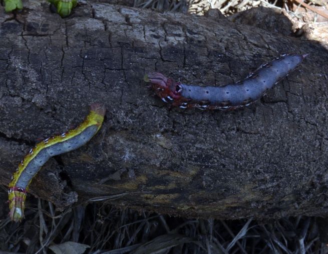 Ataques de marandova daña 70% en varias zonas - Economía - ABC Color