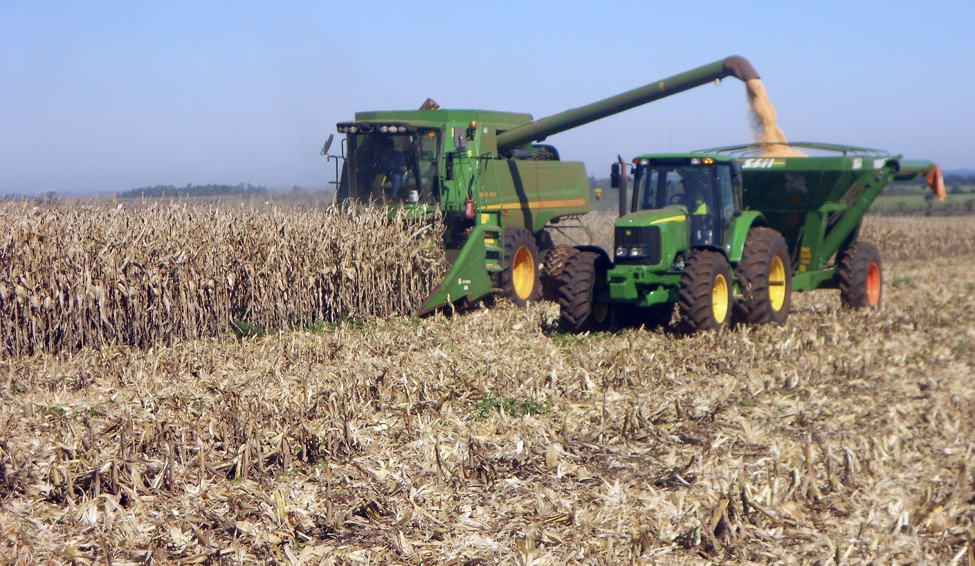 Productores de maíz comenzaron la cosecha - 3 Fronteras - ABC Color