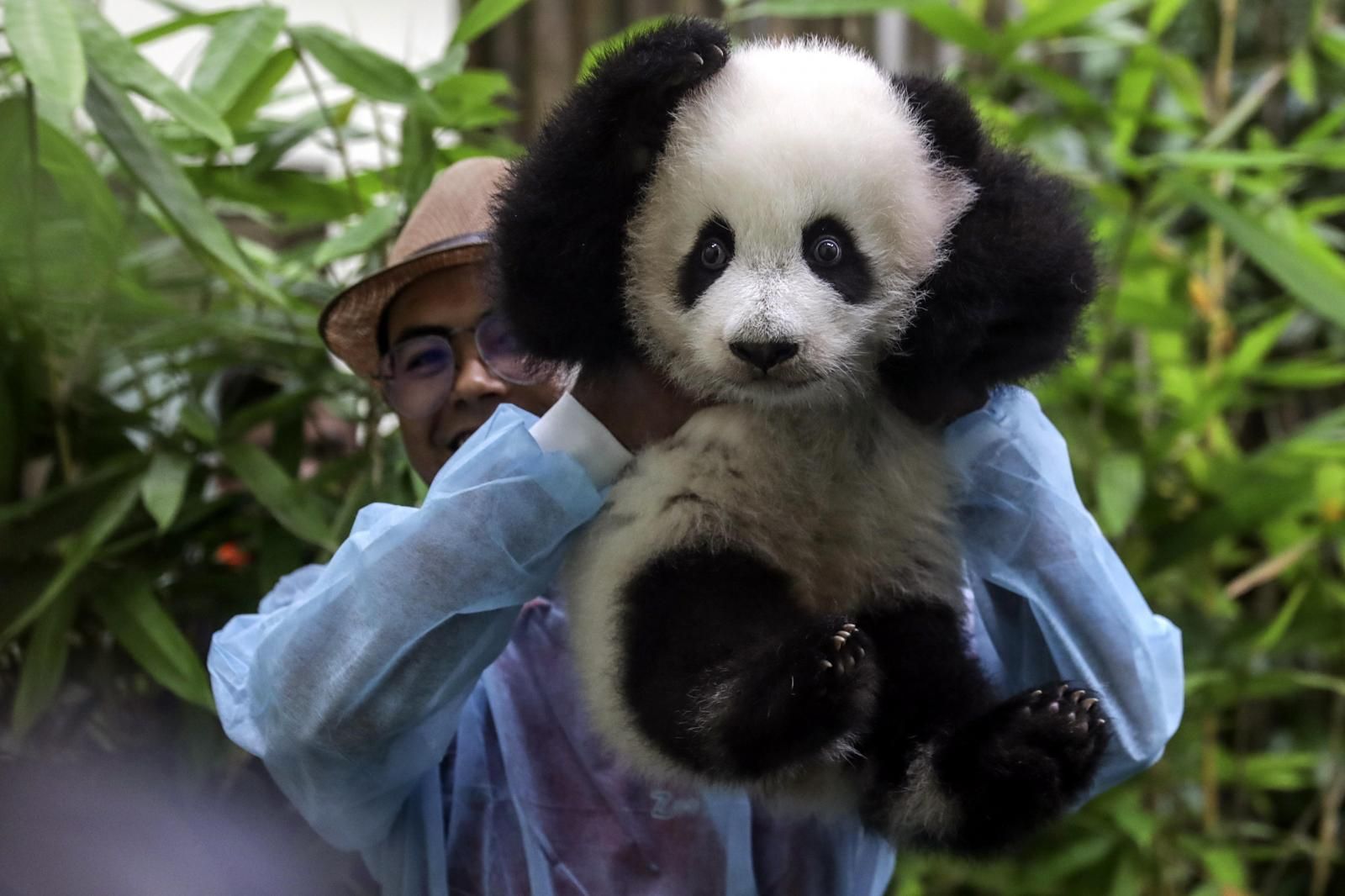 Presentan a panda hembra en China - Mundo - ABC Color