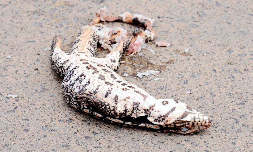 Temen extinción del teju guasu con la cacería - Locales - ABC Color