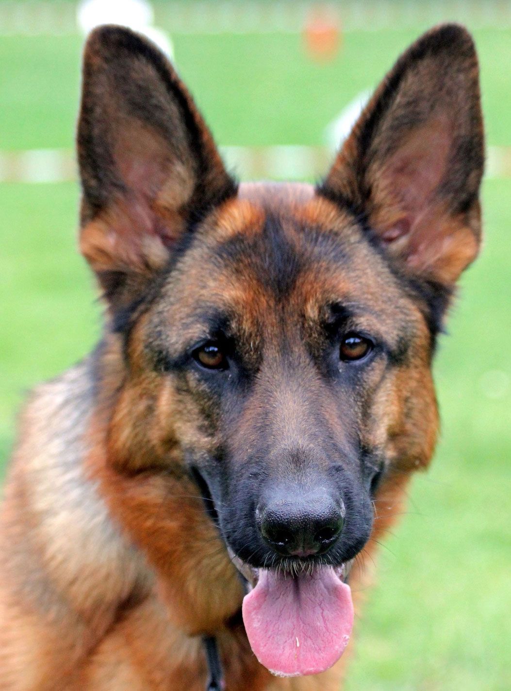 Un obediente pastor alemán - Casa y Jardín - ABC Color