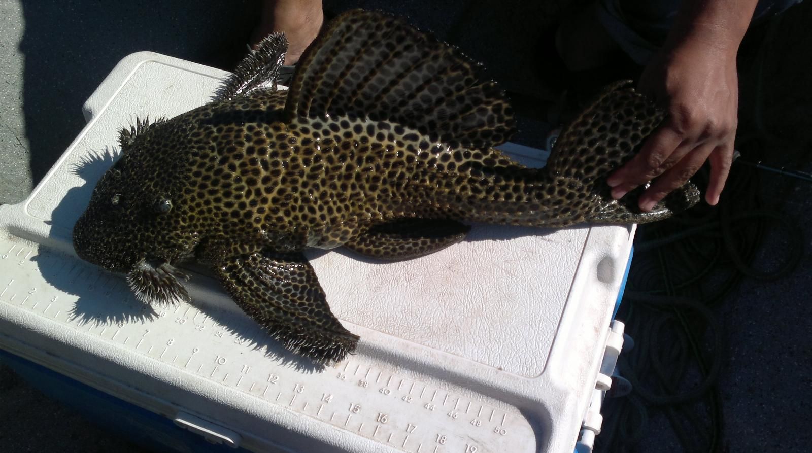 Capturan extraño pez - Nacionales - ABC Color