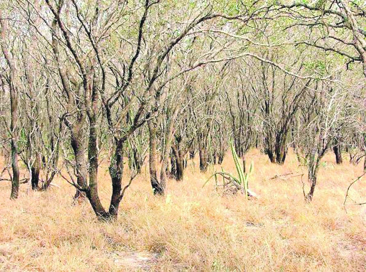 El quebracho colorado - ABC Rural - ABC Color