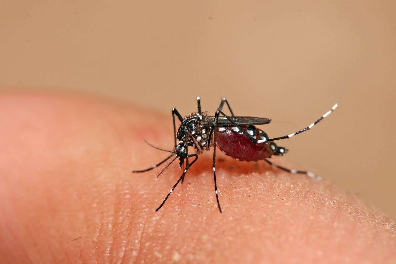 Nuevo virus: lo que debe saber sobre chikungunya - Nacionales - ABC Color