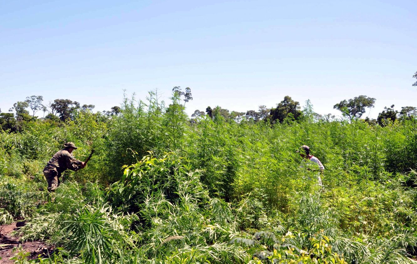 Crecen Cultivo Y Tráfico De Marihuana 3 Fronteras Abc Color