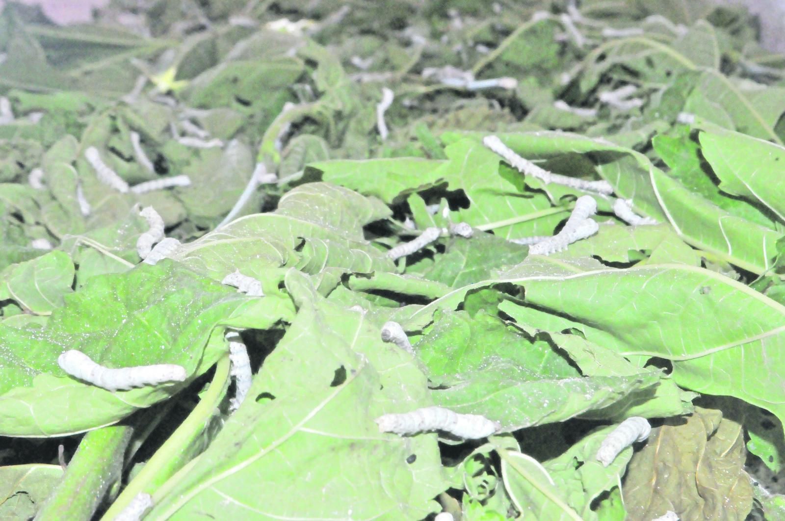 Producción de gusano de seda - Téc. Ismael von Streber (*) - ABC Rural ...