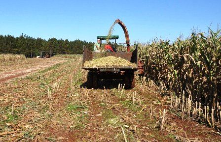 Destacan buena cosecha de maíz - ABC Rural - ABC Color
