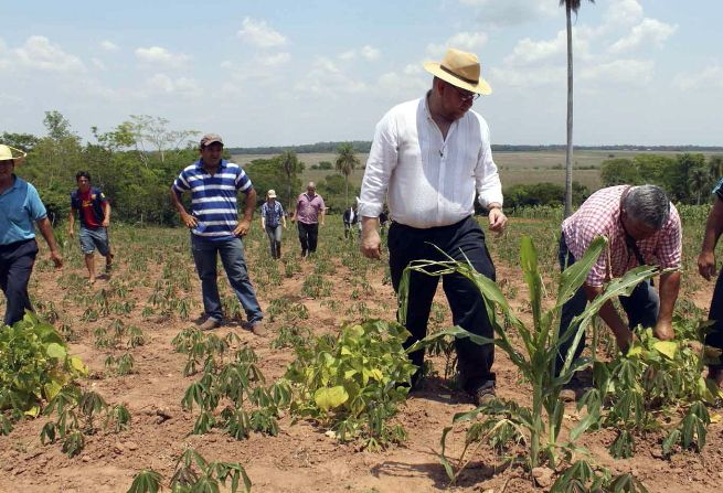 El MAG busca cortar el avance del marandova - Economía - ABC Color